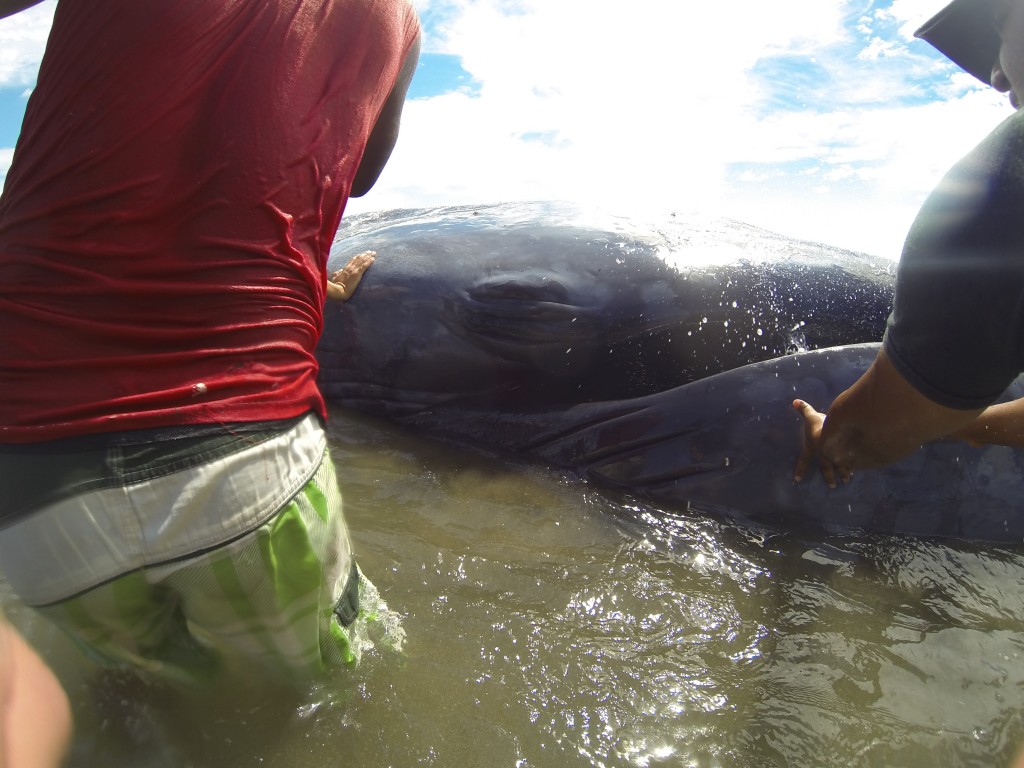 gestrandeter Wal nicaragua – travelonboards.de